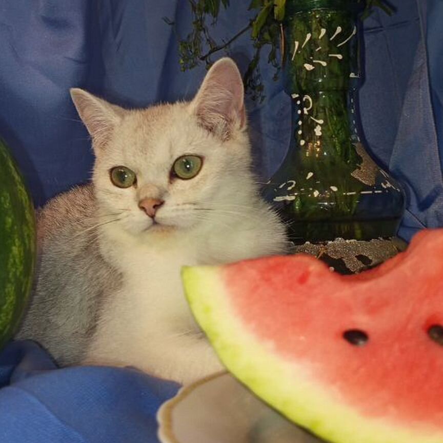 Британский котенок шиншилла