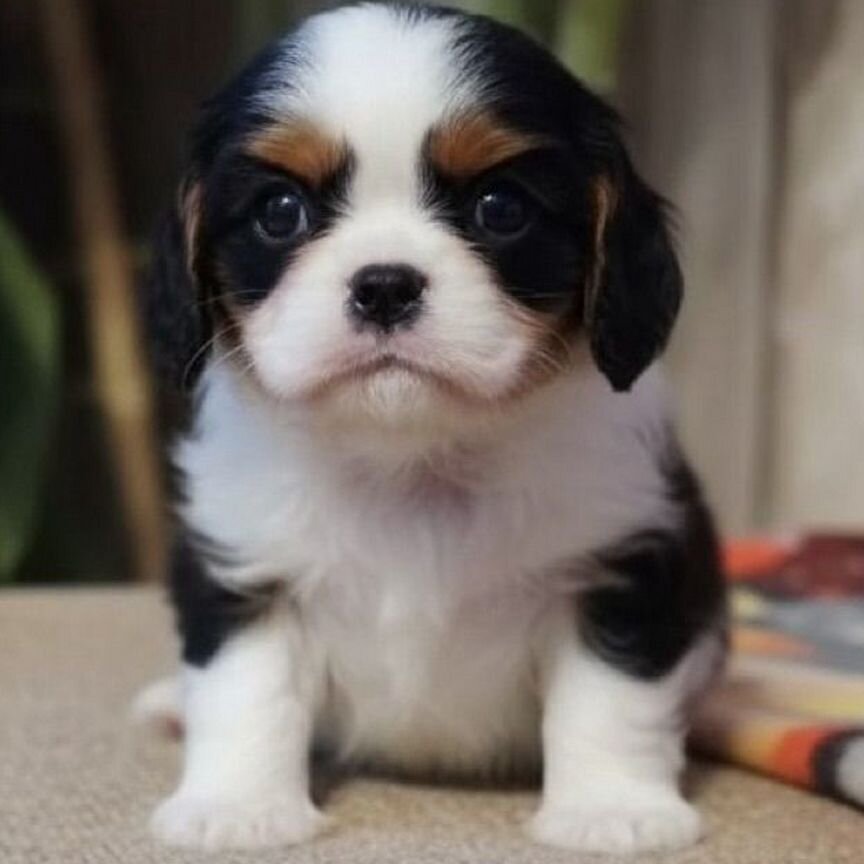 Кавалер кинг-чарльз-спаниель, щенок