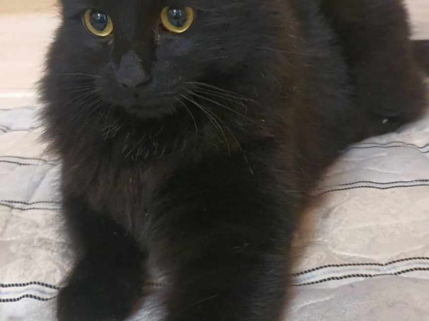 Кот ищет семью