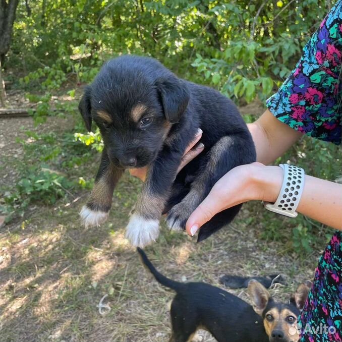 Лаковые щеночки 2 месяца