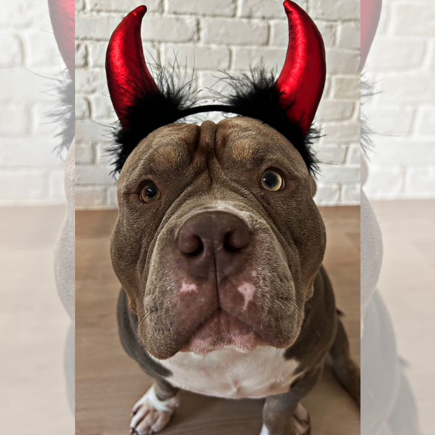 Американский булли, вязка