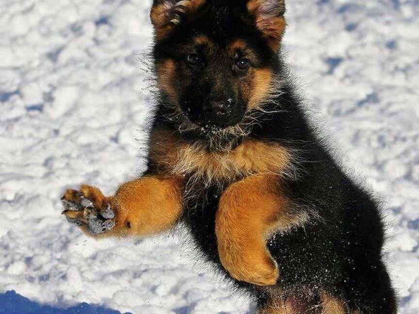 Щенки немецкой овчарки