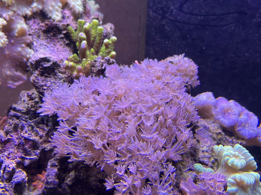 Ксения пульсирующая