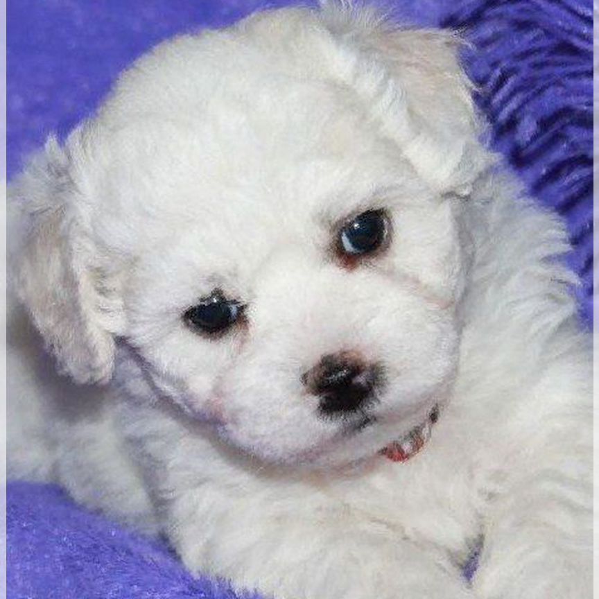 Щенки бишон фризе