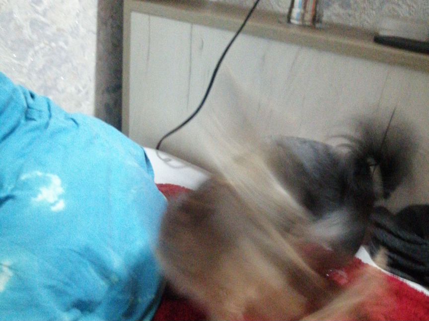 Вязка йошкарский терьер мини