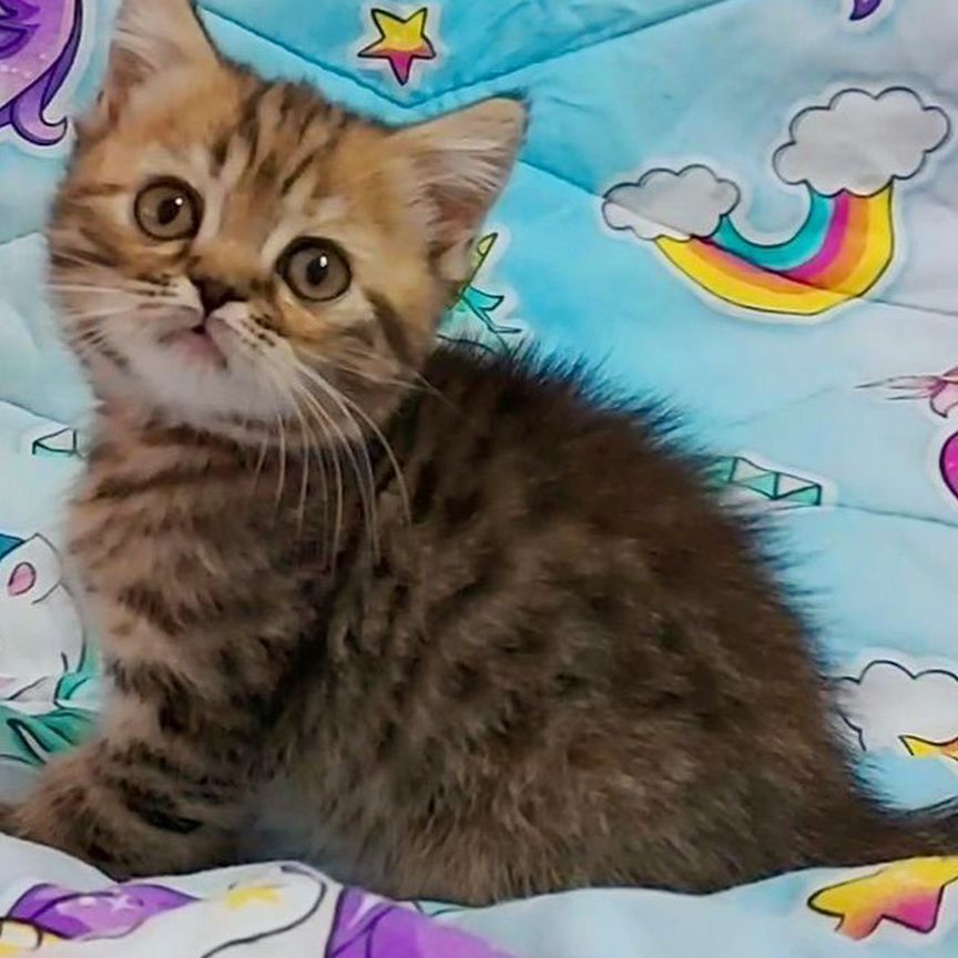Пятнистый котёнок, девочка