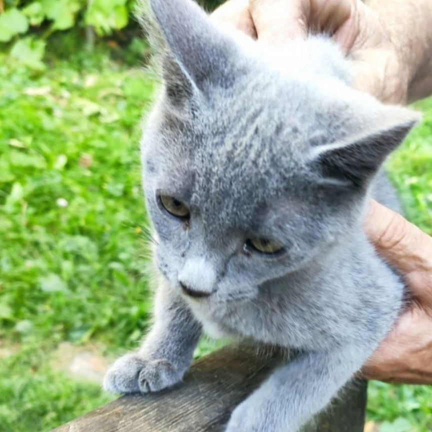 Кошка и котята