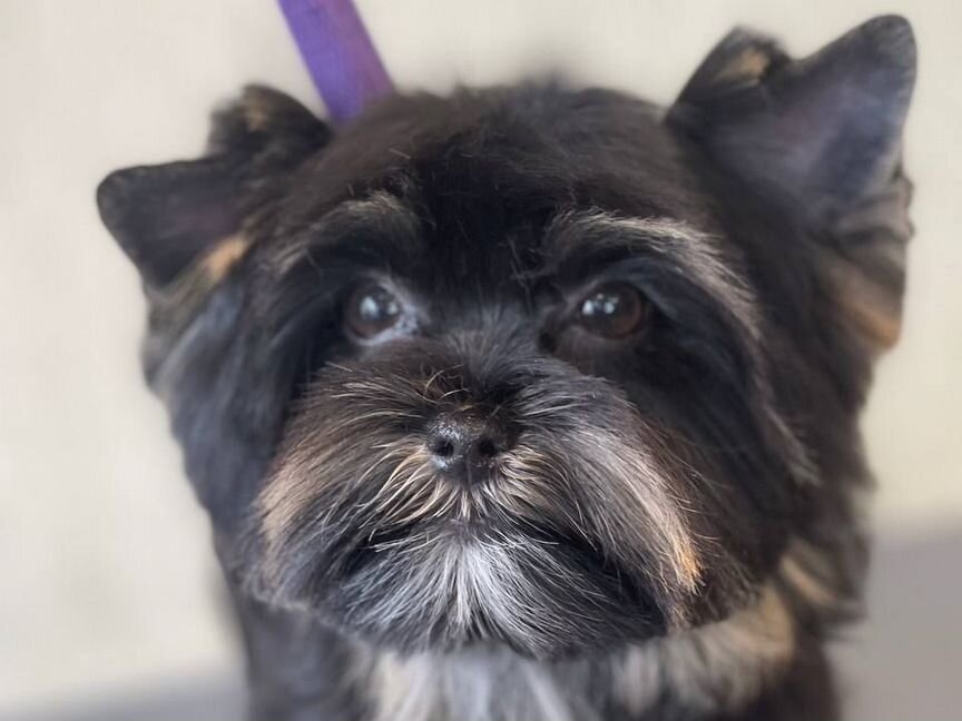 Девочка цветного йорка