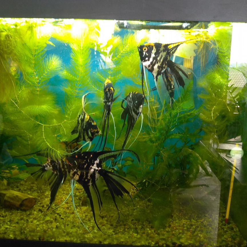 Рыбки скалярии