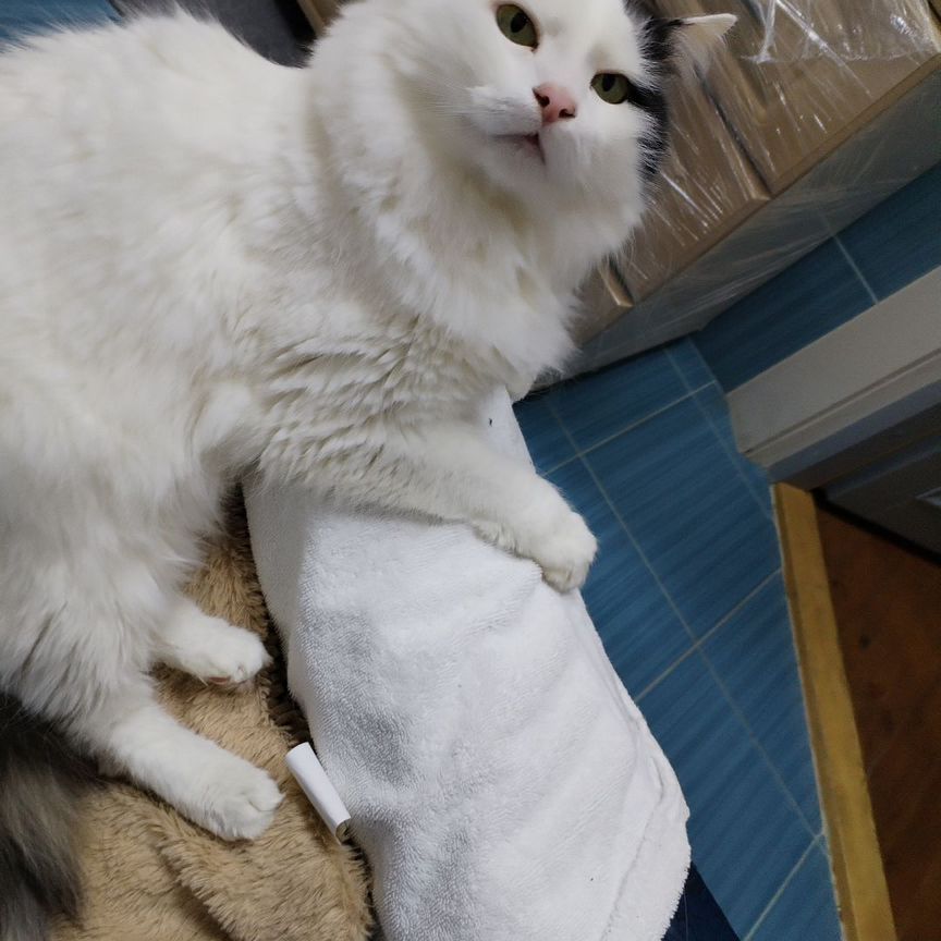 Отдам в добрые руки кошечку девочка