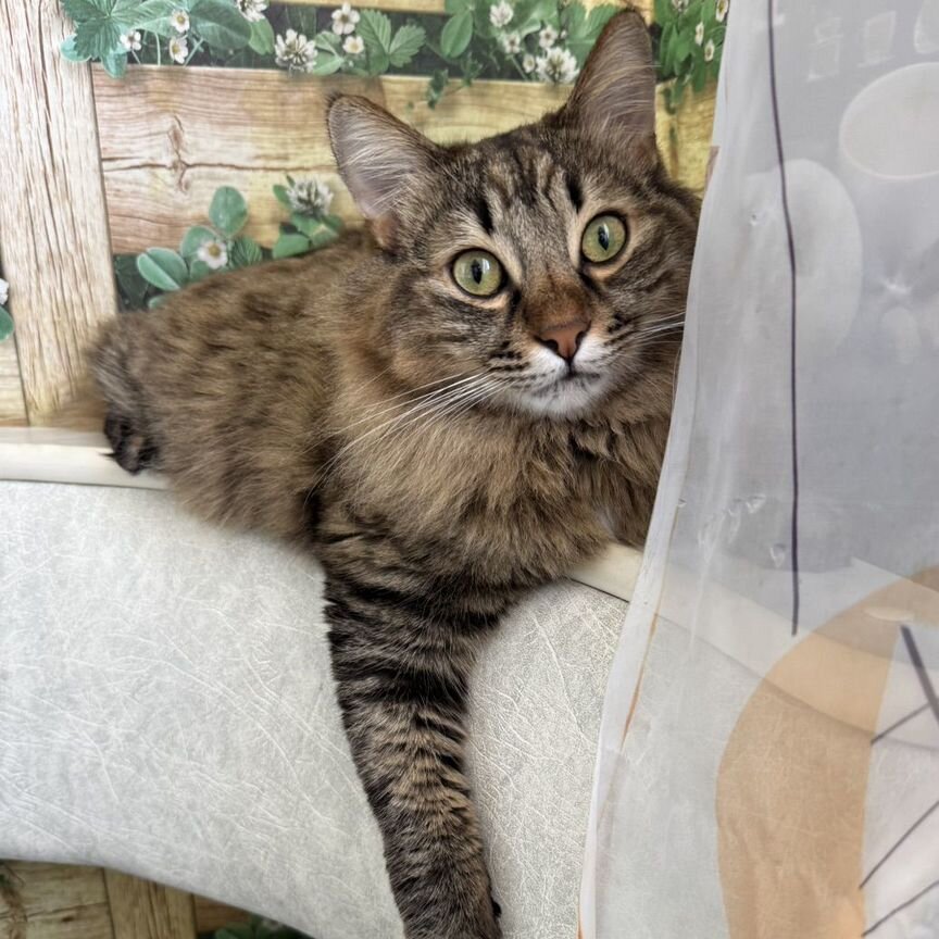 Взрослый кот в добрые руки