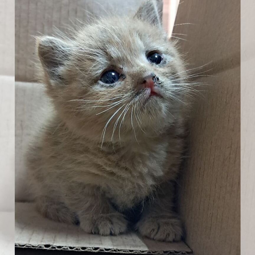 Рыжий котенок в добрые руки