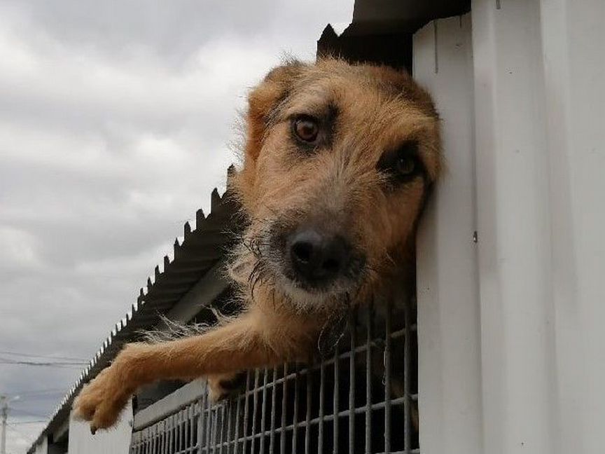 Клевый пес Ронни засиделся в приюте
