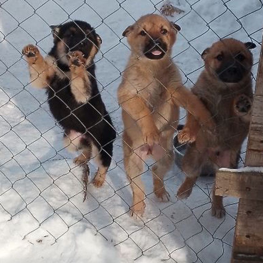 Немецкая овчарка, щенок