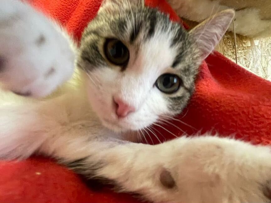 Котенок Рубик ждет маму