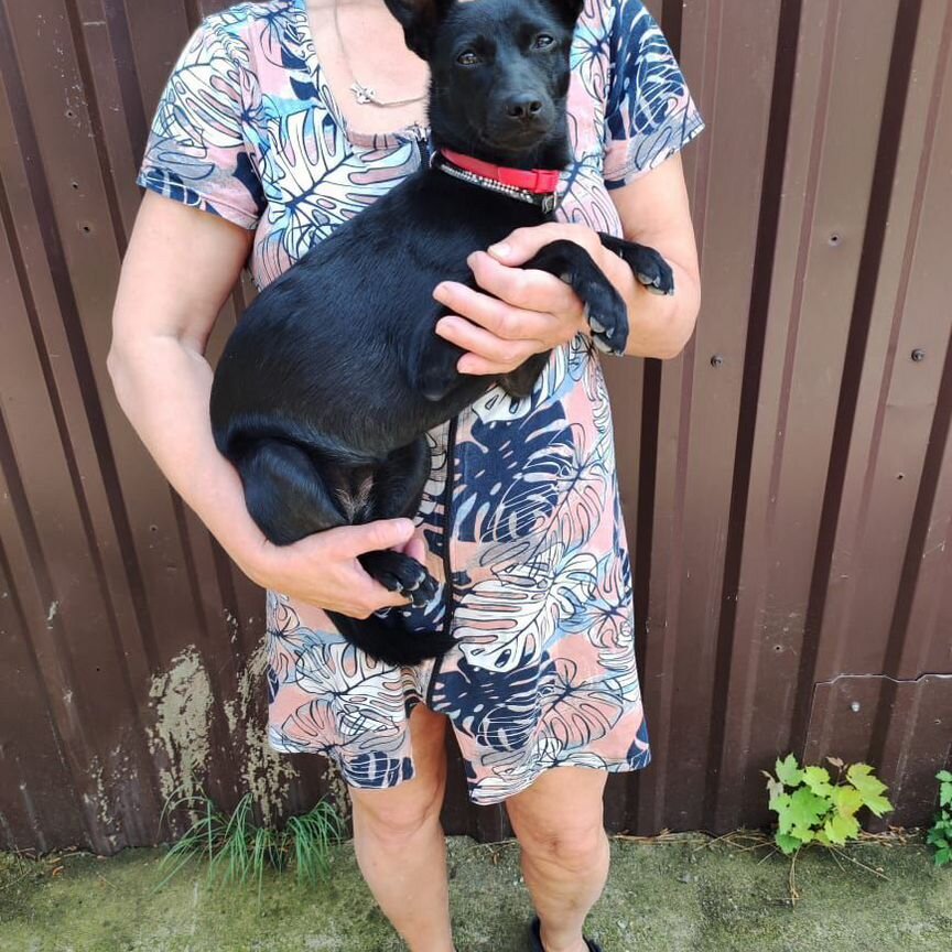 Маленькая собачка Чара ищет дом