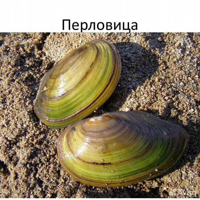Перловица живая, речной моллюск,мидия,ракушка