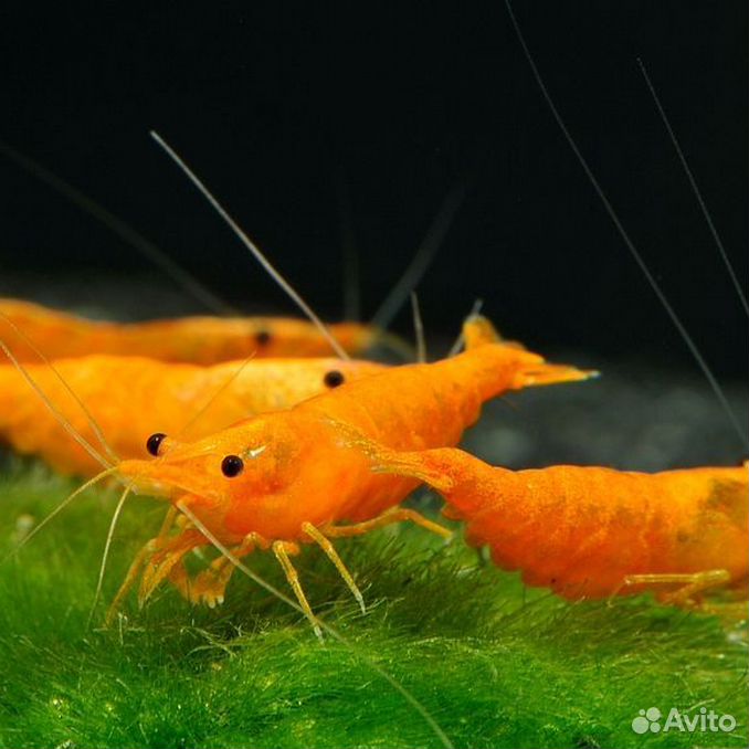 Креветка Неокардина Оранжевый огонь (Neocaridina