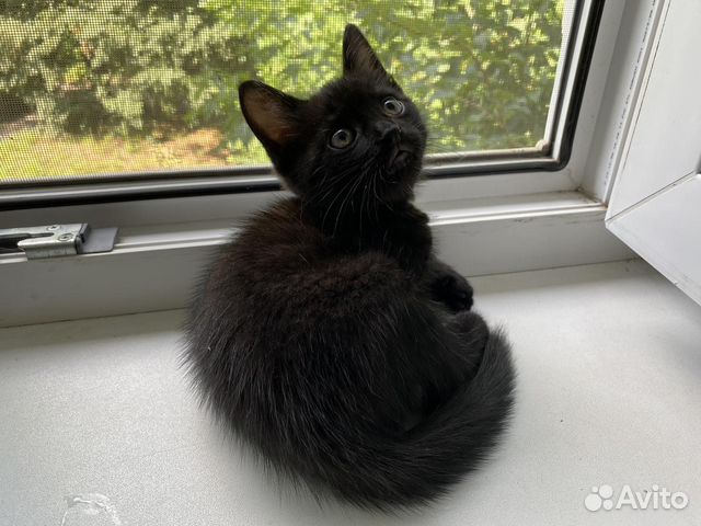 Плюшевый Черныш