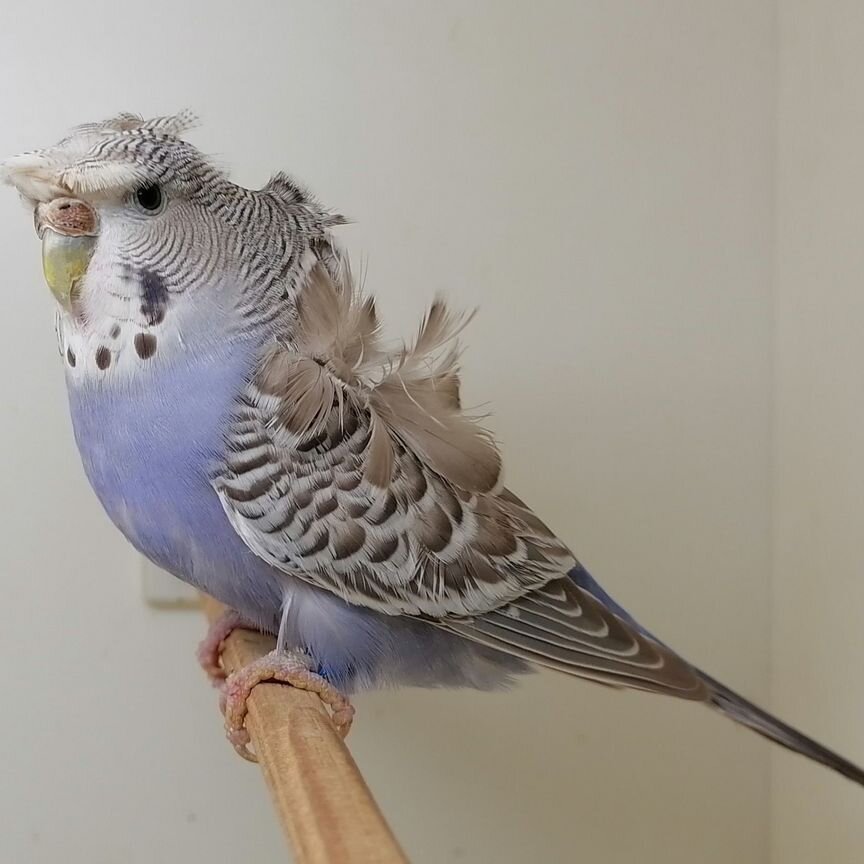 Хагоромо,волнистый попугай