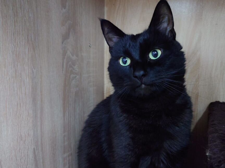 Ласковый кот Ламберт