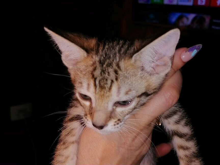 Котята ориенталы