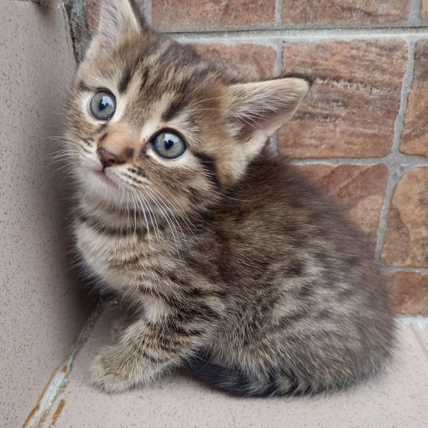 Котята в добрые руки бесплатно девочка