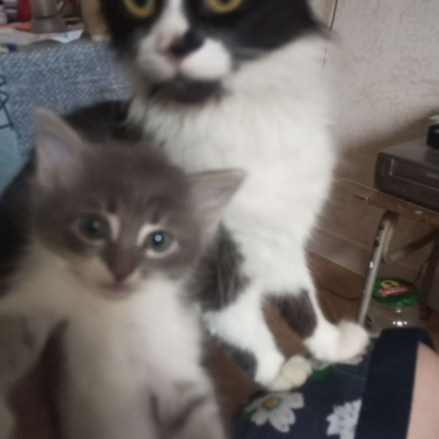 Котята в добрые руки бесплатно