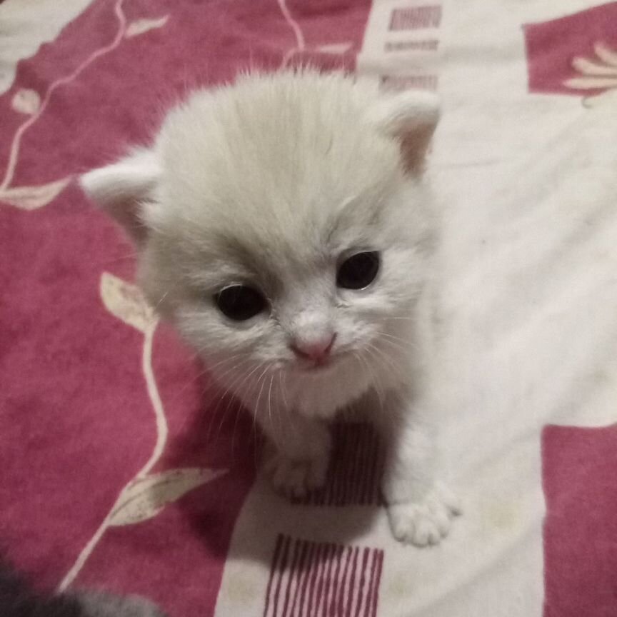 Продам котят (мама обычная, папа перс)