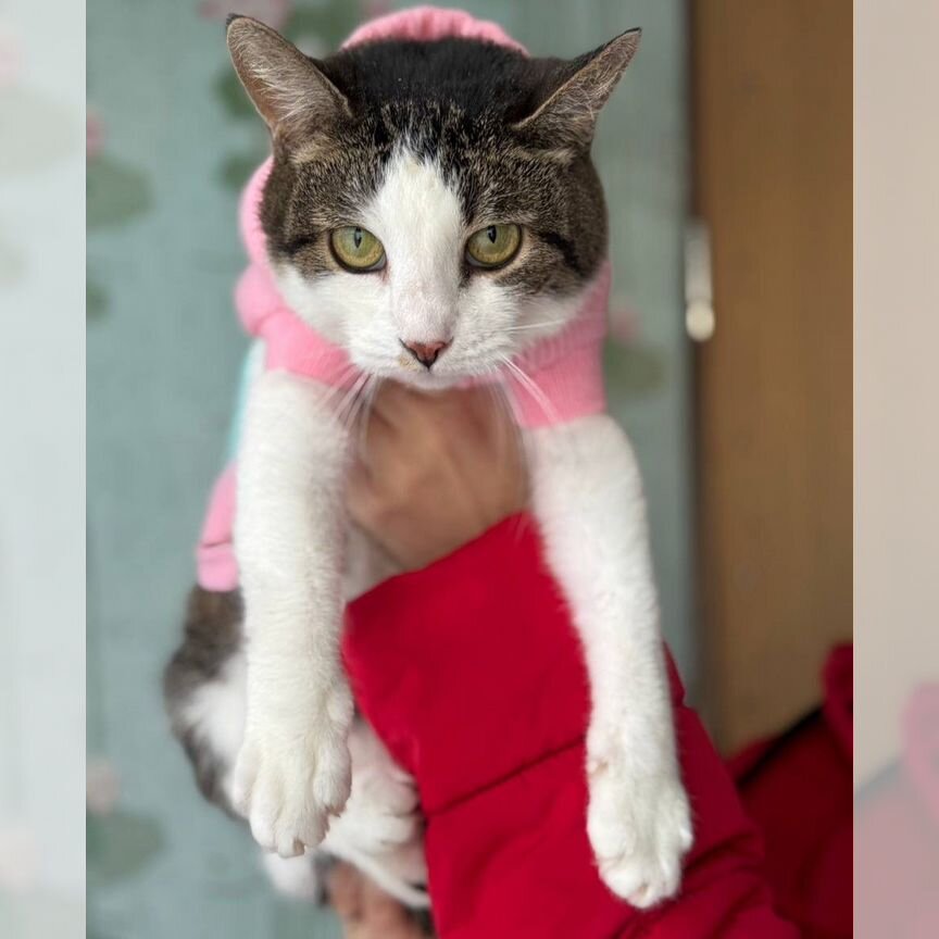 Взрослая, кошка в добрые руки