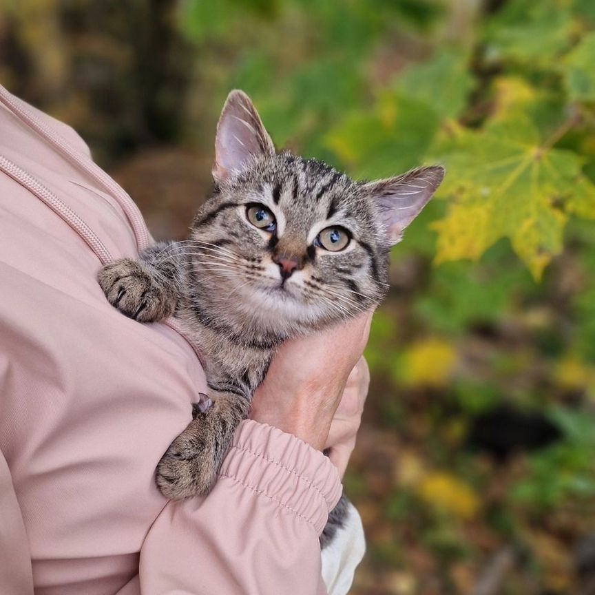 Котенок - чудесная красотка в добрые руки