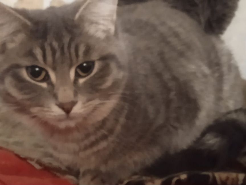 Котику нужен дом