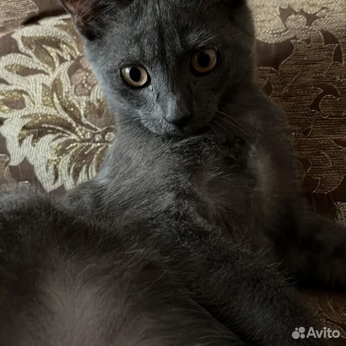 Котёнок британец в добрые руки. Помогите спасти