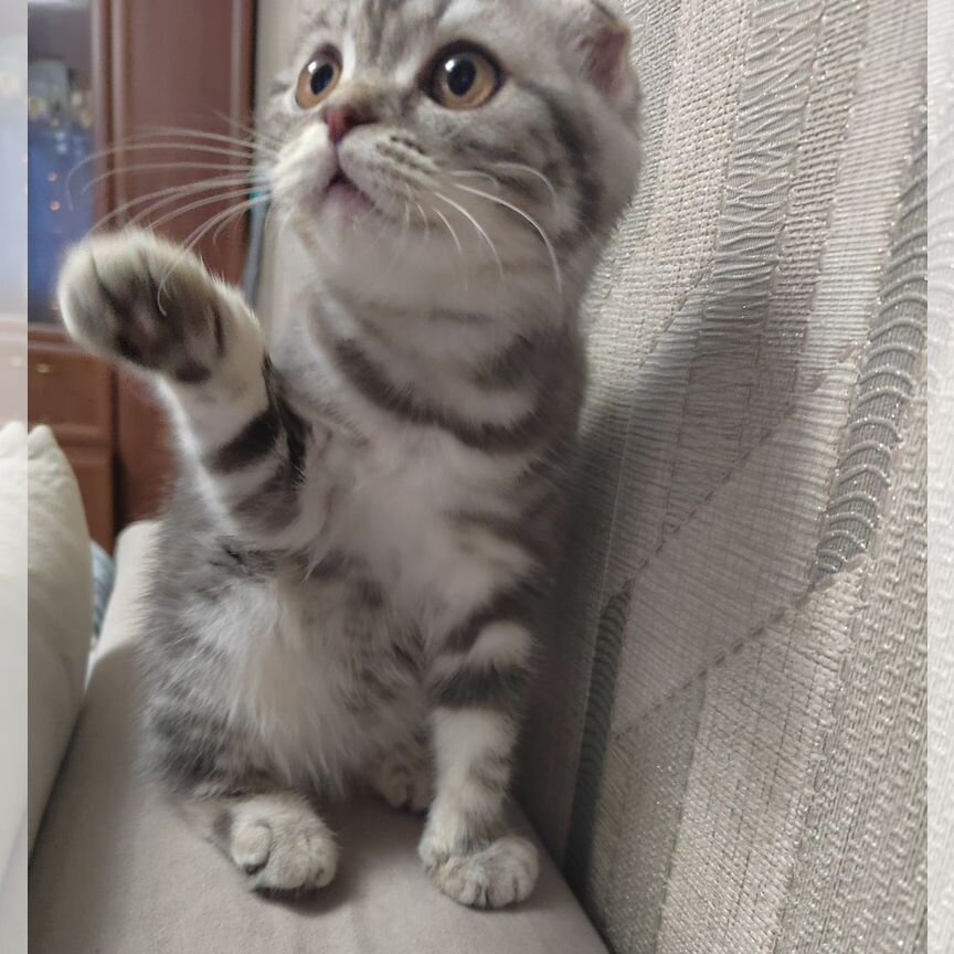 Шотландский вислоухий короткошёрстный котёнок