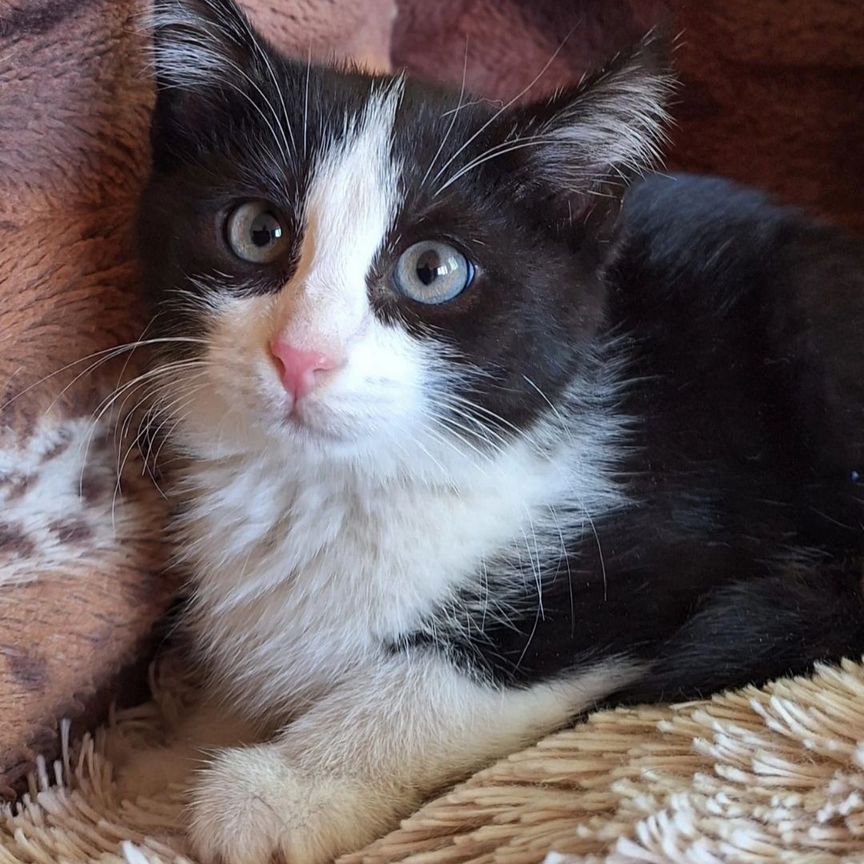 Котёнок мальчик ищет дом