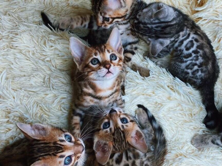 Бенгальские котята
