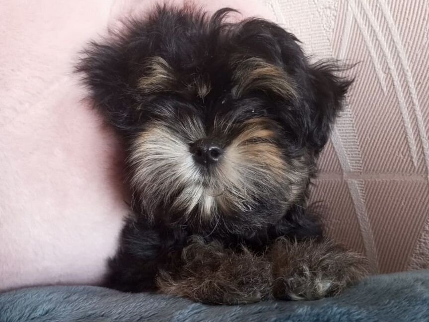 Щенки мальтипу