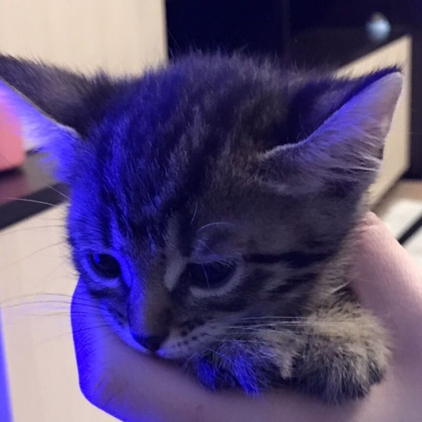Котёнок в добрые руки