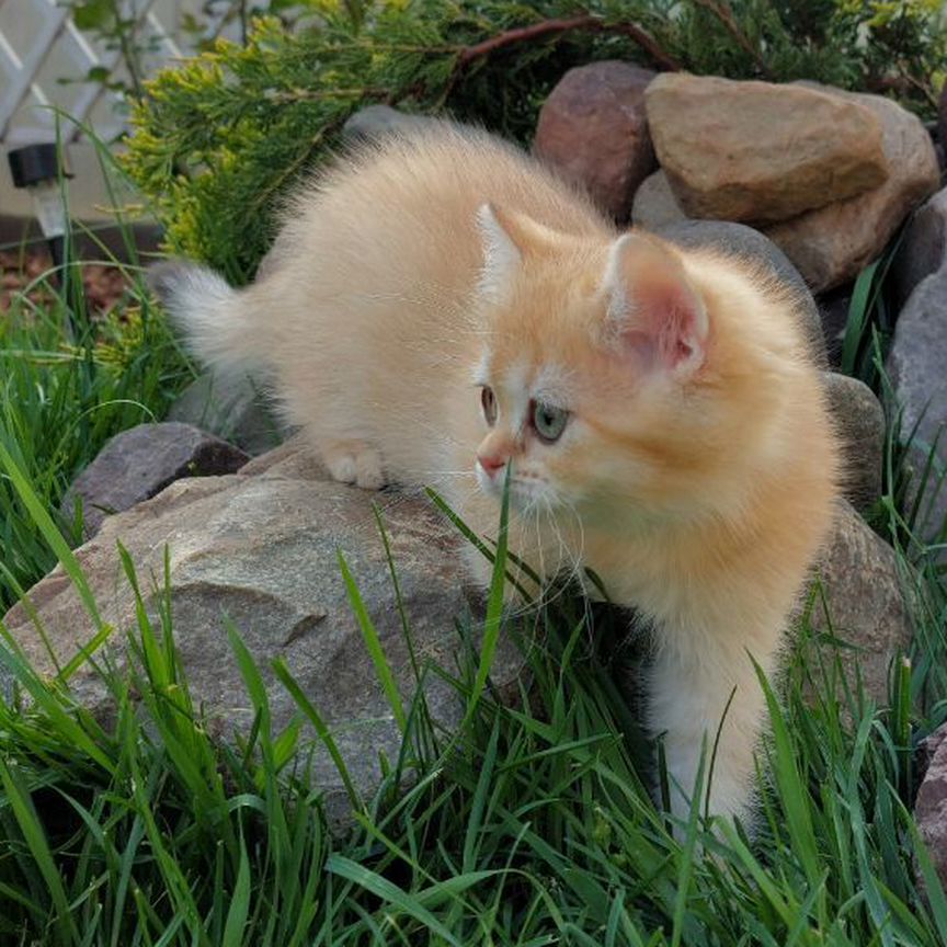 Котята золотая шиншилла