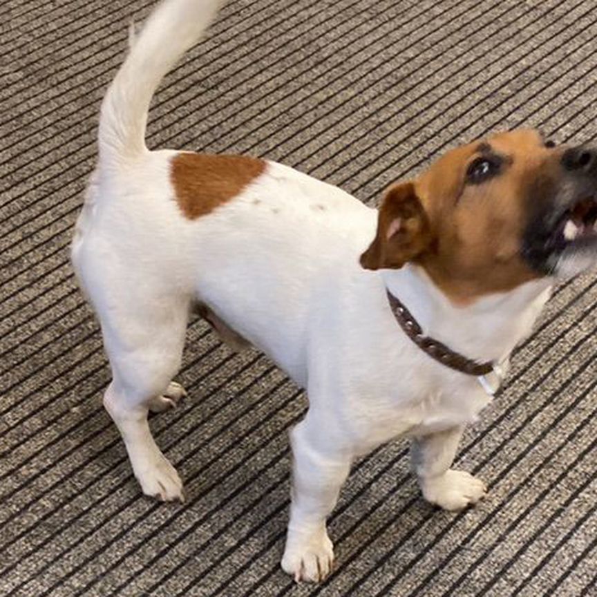 Джек-рассел-терьер, вязка