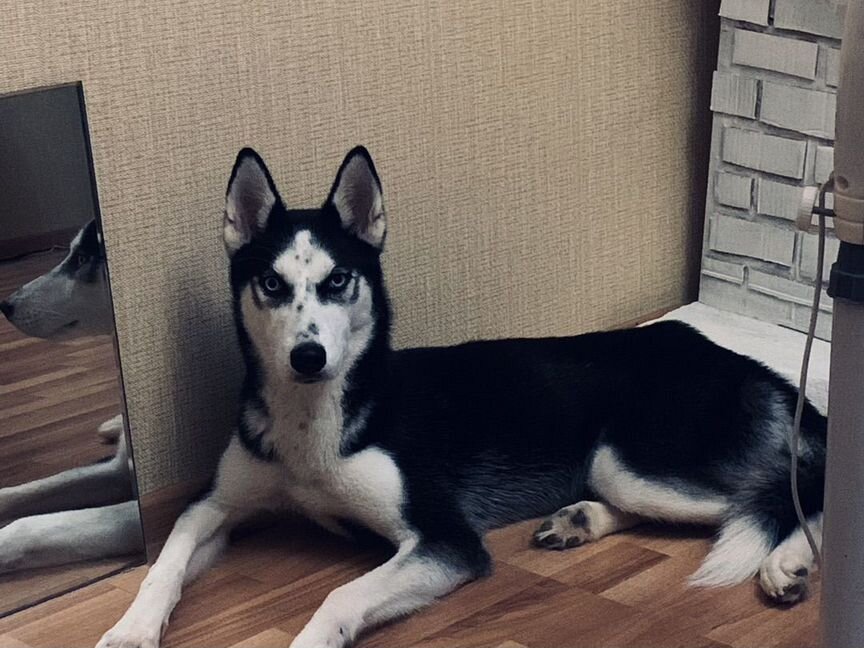 Сибирский хаски