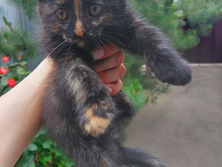 Отдам милых, красивых котят в добрые руки