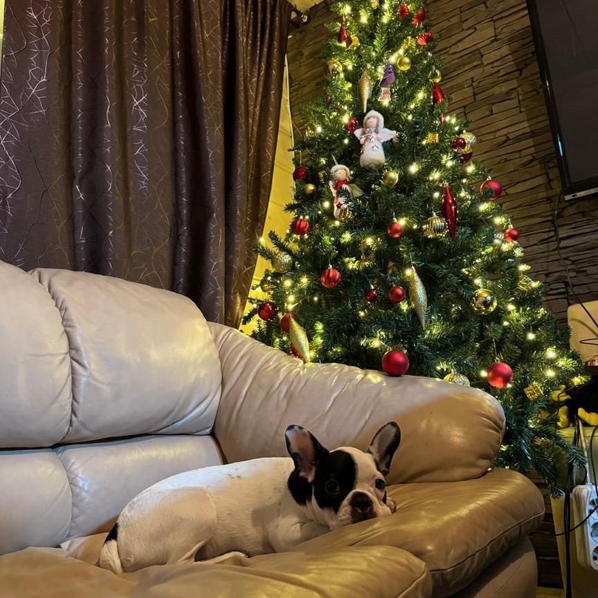 Французский бульдог (девочка)