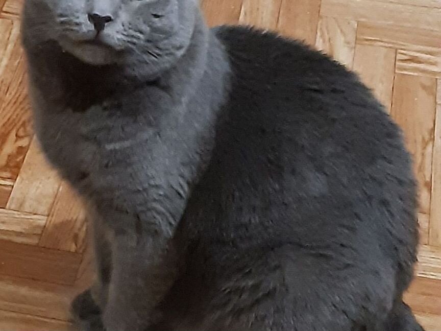 Кошки в добрые руки бесплатно