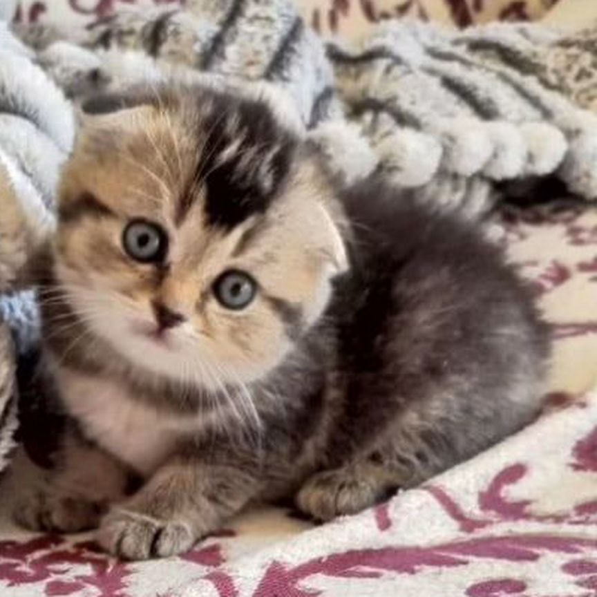 Шотландский вислоухий короткошёрстный котёнок