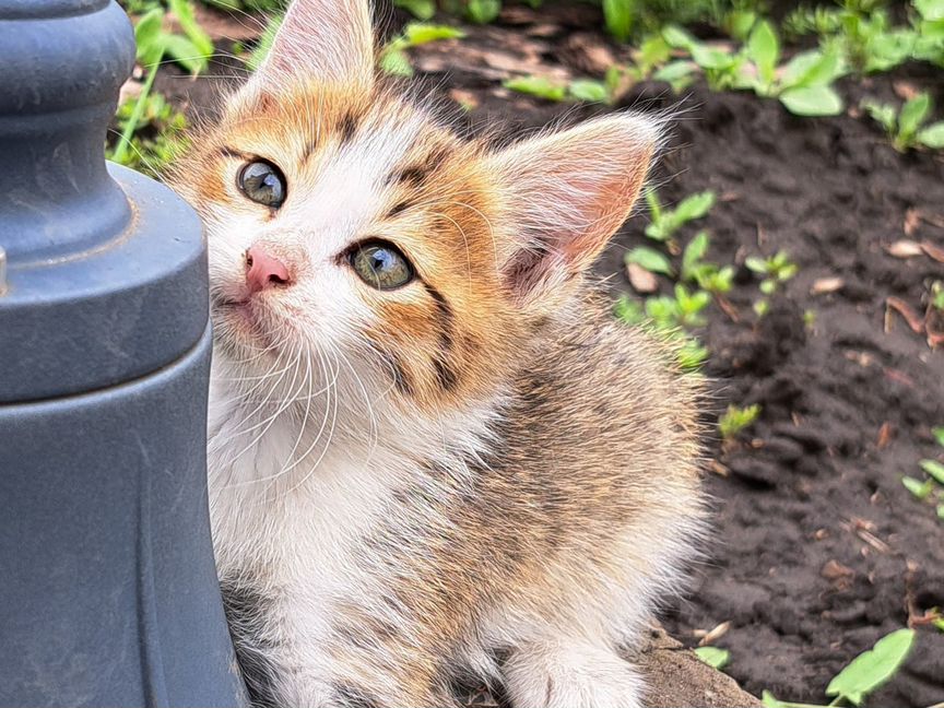 Котенок-мальчик