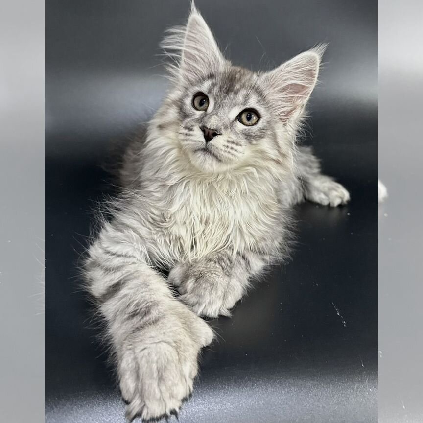 Мейн-кун котёнок