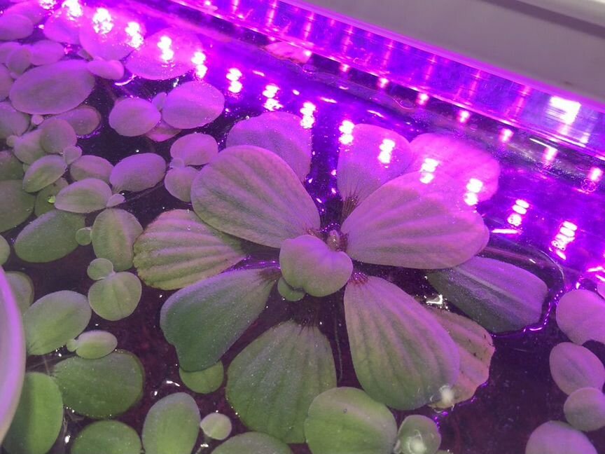 Аквариумное растение