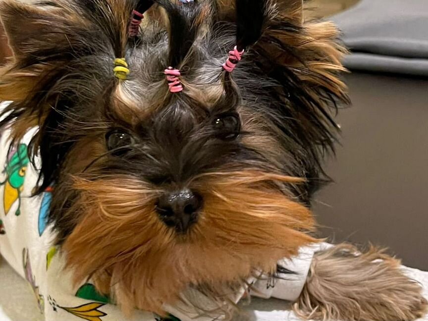 Йорк терьер, девочка мини йоркширский терьер