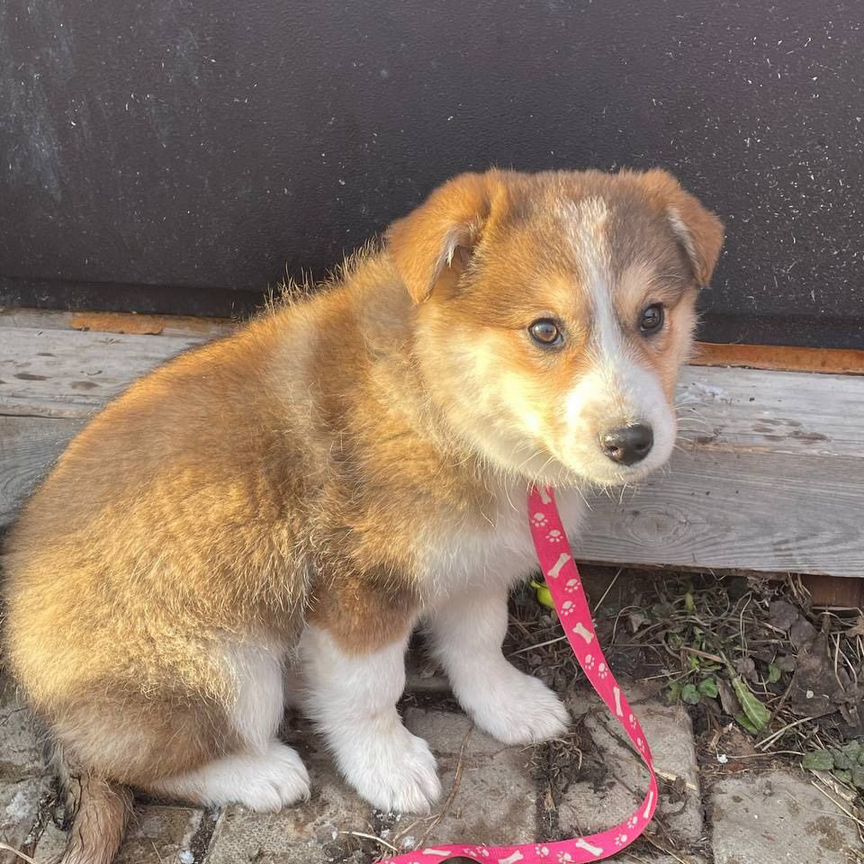 Плюша ищет дом